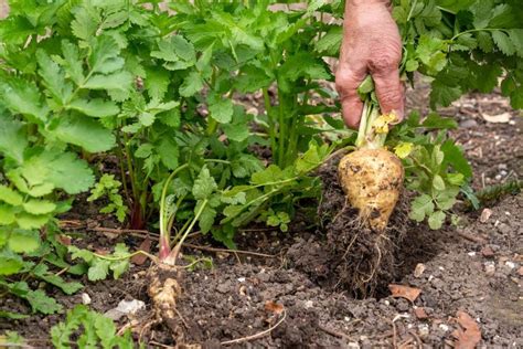 Parsnips Varieties Growing And Harvesting Plantura