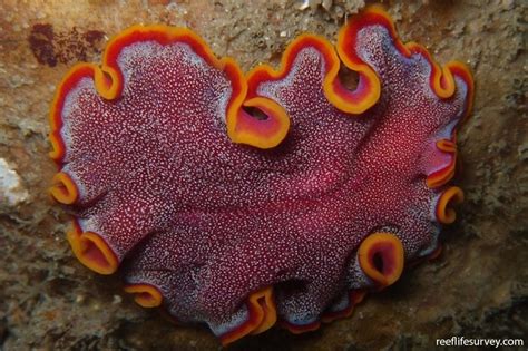 Pseudoceros Ferrugineus Fuchsia Flatworm Reef Life Survey