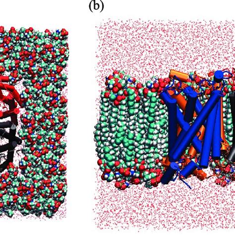 A Aqp5 In Pope Lipid Bilayer And Water Molecules Around Them From Top