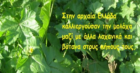 ΜΟΛΟΧΑ ΤΟ ΒΟΤΑΝΙ ΤΩΝ ΑΡΧΑΙΩΝ News365