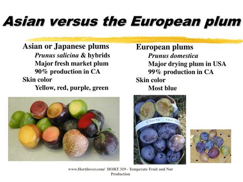 Ppt Stone Fruit Varieties Powerpoint Presentation Free Download Id