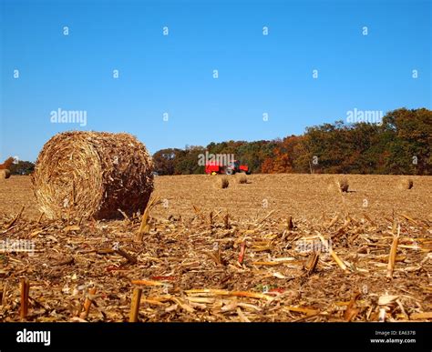 Round Bales Of Dried Corn Stalks In A Field After The Harvest With A