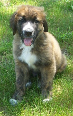 Saint Bernard Golden Retriever Mix