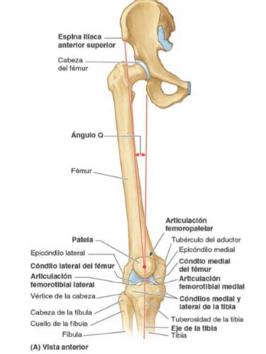 Articulacion Femorotibial Sydney Knee Specialists Kogarah Miranda