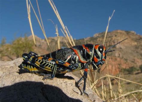 Rainbow Grasshopper L Breathtaking Our Breathing Planet