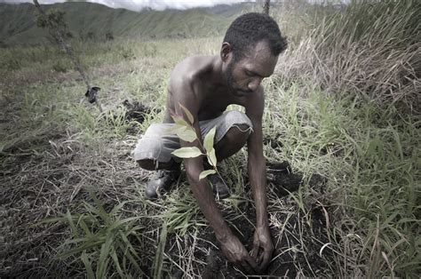Implementing Agroforestry Techniques In Png Taken By Paul … Flickr