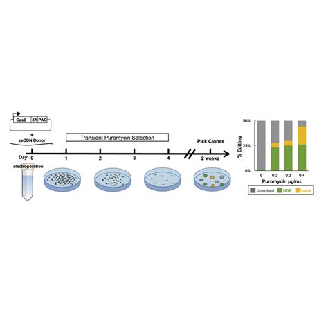 Scarless Genome Editing Of Human Pluripotent Stem Cells Via Transient