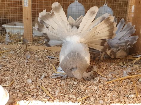 Hier Wird Gemausert Indische Pfautauben De