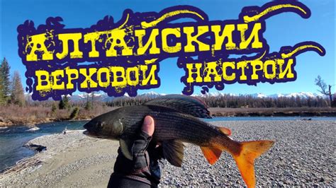 АЛТАЙСКИЙ ВЕРХОВОЙ НАСТРОЙ/АЛТАЙСКАЯ СНАСТЬ ДЛЯ ЛОВЛИ ХАРИУСА - YouTube
