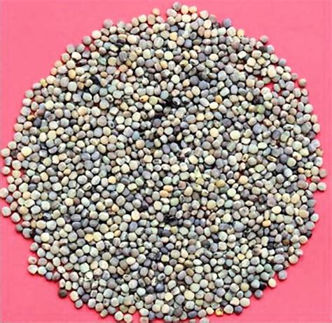 Cluster Bean Cyamopsis Tetragonoloba Potential Pulses