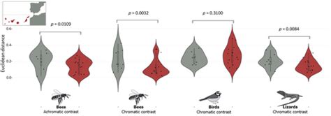 Bird‐flower Colour On Islands Supports The Bee‐avoidance Hypothesis