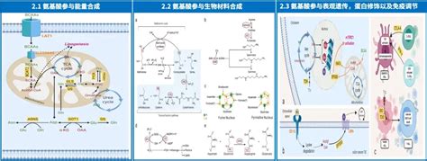 体内生物样品中氨基酸的分析挑战及检测策略 知乎