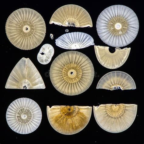 Microscopic Diatom And Foraminifera Fossil Collection Stock