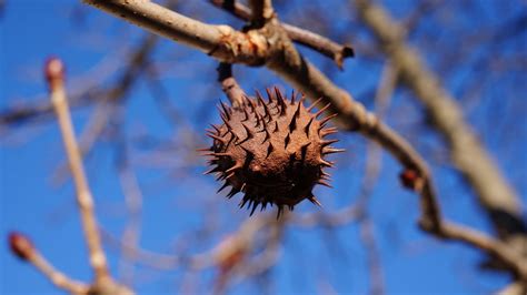 板栗 树 自然 Pixabay上的免费照片