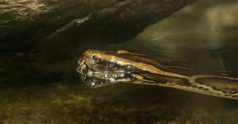 Burmese Python Lays Record 96 Eggs In Florida Grand View Outdoors