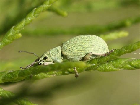 Polydrusus Sp Coleòpters