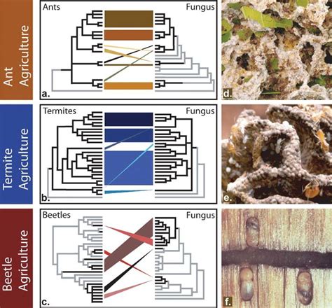 Evolutionary Histories Of Insect Agriculture A C Comparison Of The