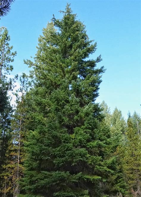 Pseudotsuga Menziesii Douglas Fir 10000 Things Of The Pacific