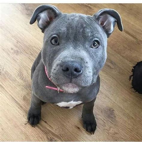 Pibble Pitbull Dog Breed