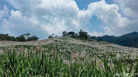 Bahagia Itu Sederhana Ketika Tebu Berbunga Mendadak Jadi Tempat Piknik