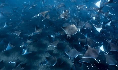 Mobula Rays Facts And Information Aqua Firma