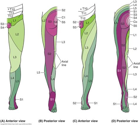 Dermatomes Lower Extremity