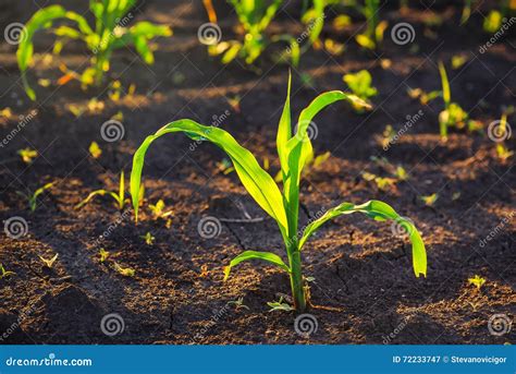 Weed Control In Corn Crops Stock Image Image Of Rows 72233747