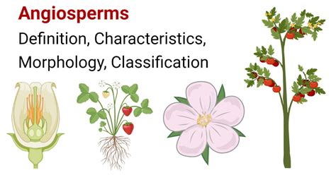 Angiosperms Characteristics Morphology Classification Uses