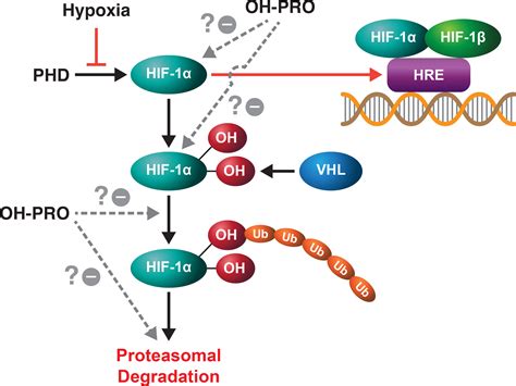 Proline To Hydroxyproline