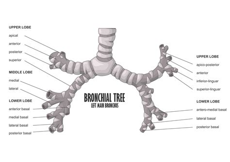 El árbol Bronquial Dejó La Anatomía Humana Del Bronquio Principal