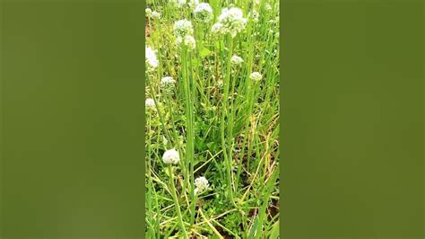 Onian Plant Youtube