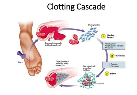 Antiplatelets And Anticoagulants Nsc 830 Flashcards Quizlet