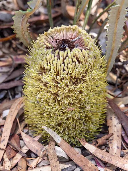 Prostrate Banksia Botanikfoto Picture Library Plant And Garden