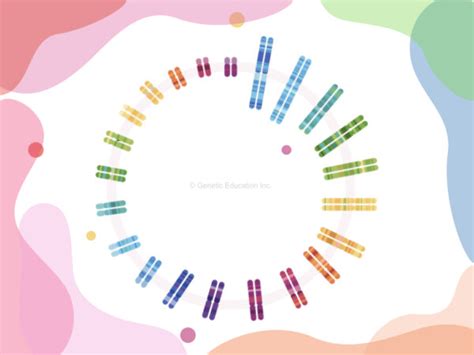 What Are Autosomes Definition Meaning Genes Inheritance And