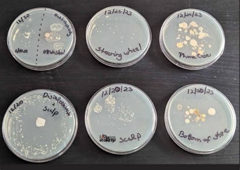 Growing Bacteria In Agar Activity With Free Lesson Printable The
