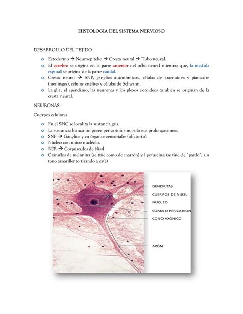 Histologia Del Sistema Nervioso Histologia Del Sistema Nervioso Desarrollo Del Tejido O