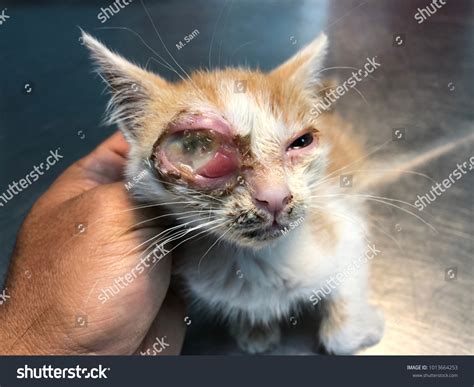 Cat Eye Infection Swollen