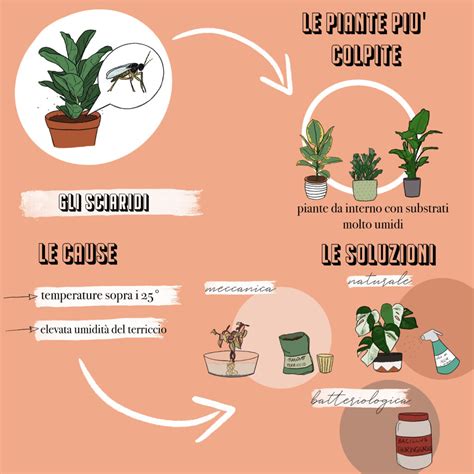 Stop Moscerini Bottegabotanica