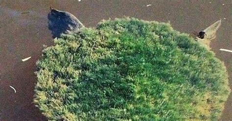 Case Closed Album On Imgur