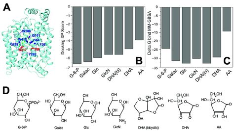 Interactions Between Glut1 And The Different Substrates As Predicted By