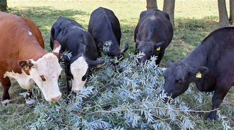 Fodder Trees A Supplementary Forage Resource For Livestock