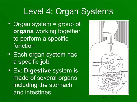 Organization Organisms Ppt