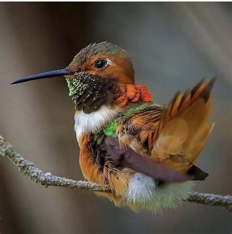 Beautiful Hummingbird With Spread Wings Fluffy Hummingbird Orange Hummingbird Allens