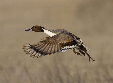 Duck Hunting Season In Washington State Season Dates Bag Limits And