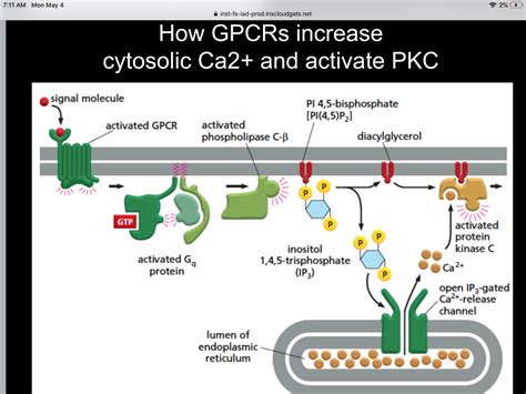 Solved Discuss In Detail How Trimeric G Protein Signaling