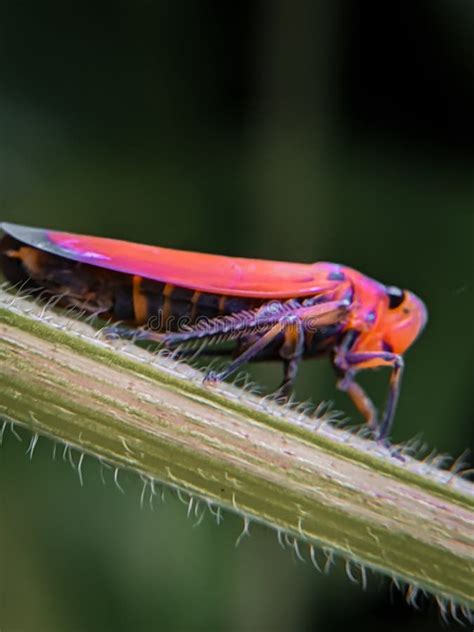 Red Leafhoppers Standing On Green Grass Stock Image Image Of