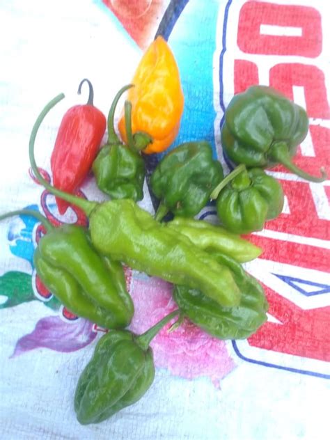 Sagri Sarl Posted On Linkedin