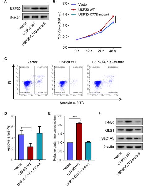 Usp30 Overexpression Increased Scc4 Cell Viability And Glutamine