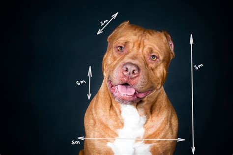 How Much Does The Average Pitbull Weigh