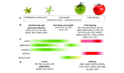 Genetic And Hormonal Control Of Tomato Fruit Development A Main